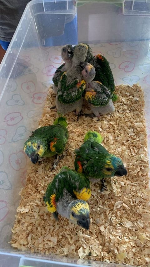 Loro amazona Aestiva | Aves Exóticas